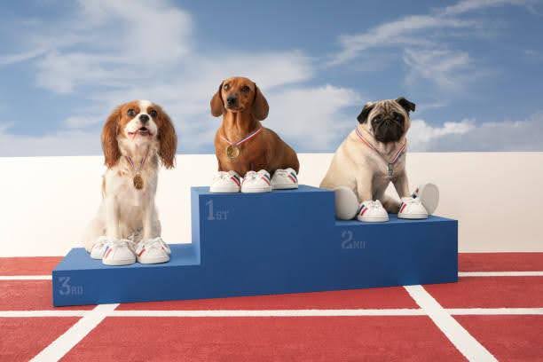 Why Dogs Are the Ultimate Pets and Best Friends Forever - UITLY